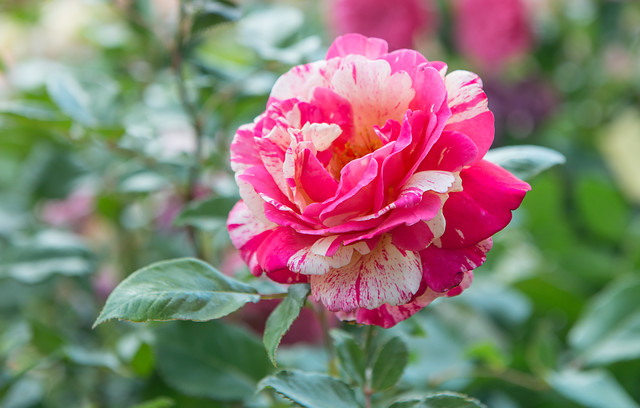 Five reasons to choose roses for a beautiful garden in bloom ...