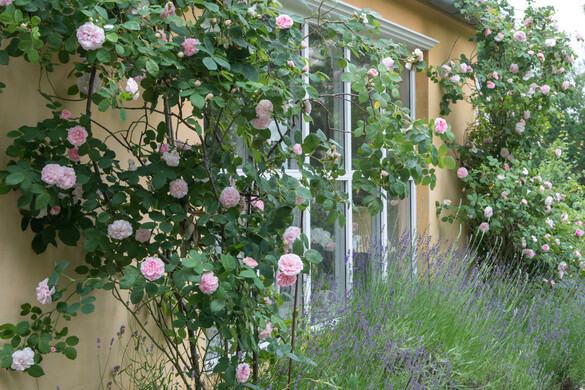 Greening your garden with roses - Roses4Gardens